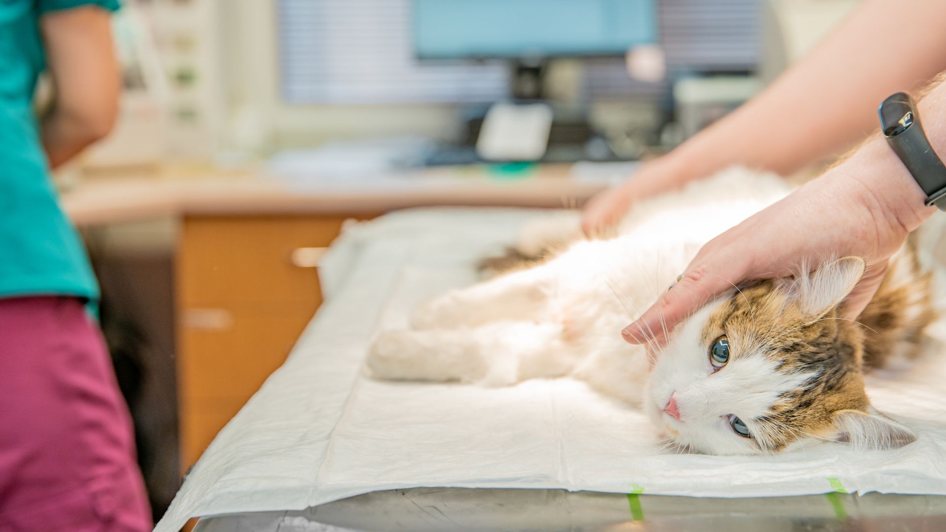 Pet General Surgery In Mt. Morris, MI 48458 | Mayfair Animal Hospital