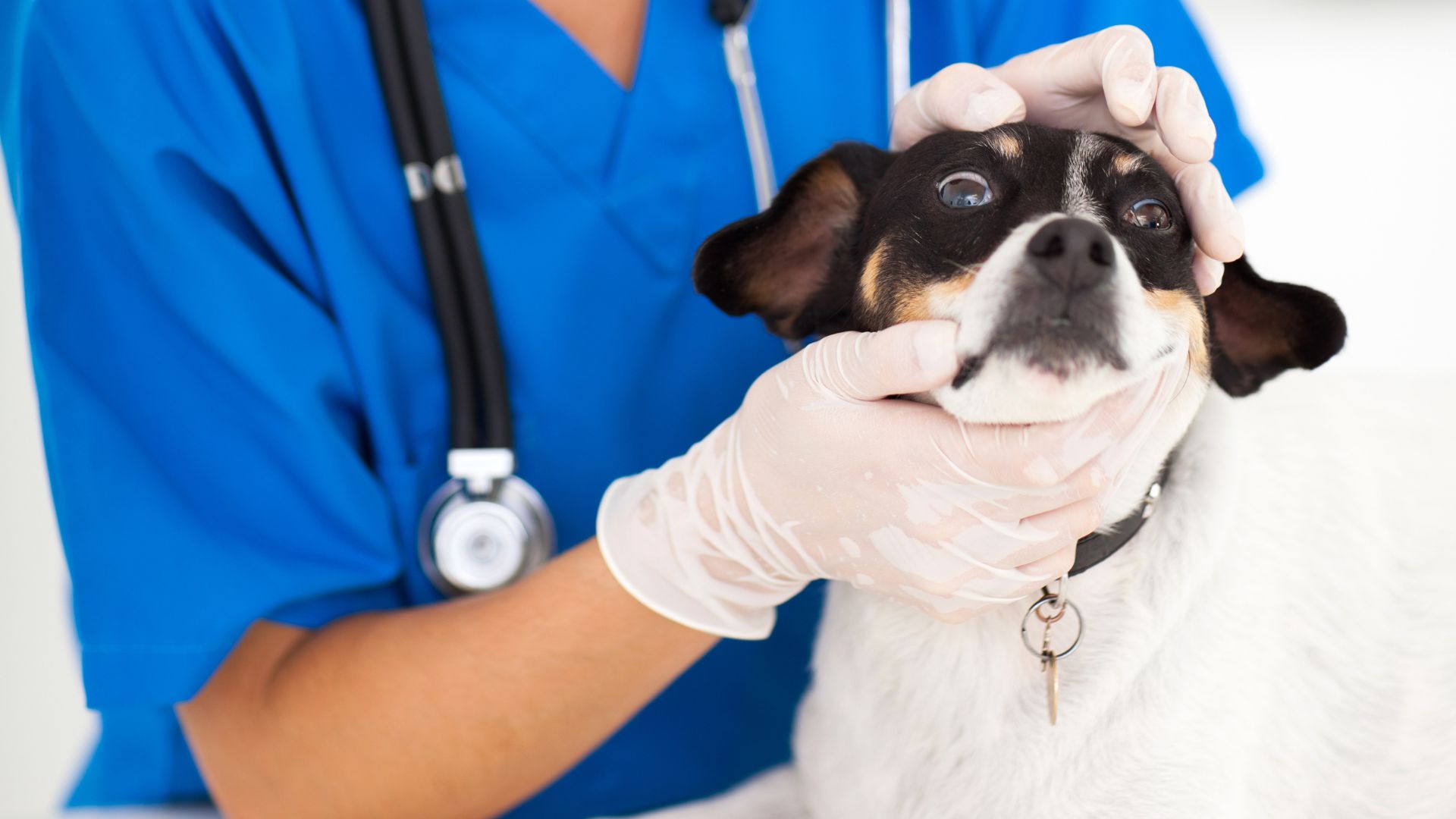 Pet Ophthalmic Surgery In Mt. Morris, MI 48458 | Mayfair Animal Hospital