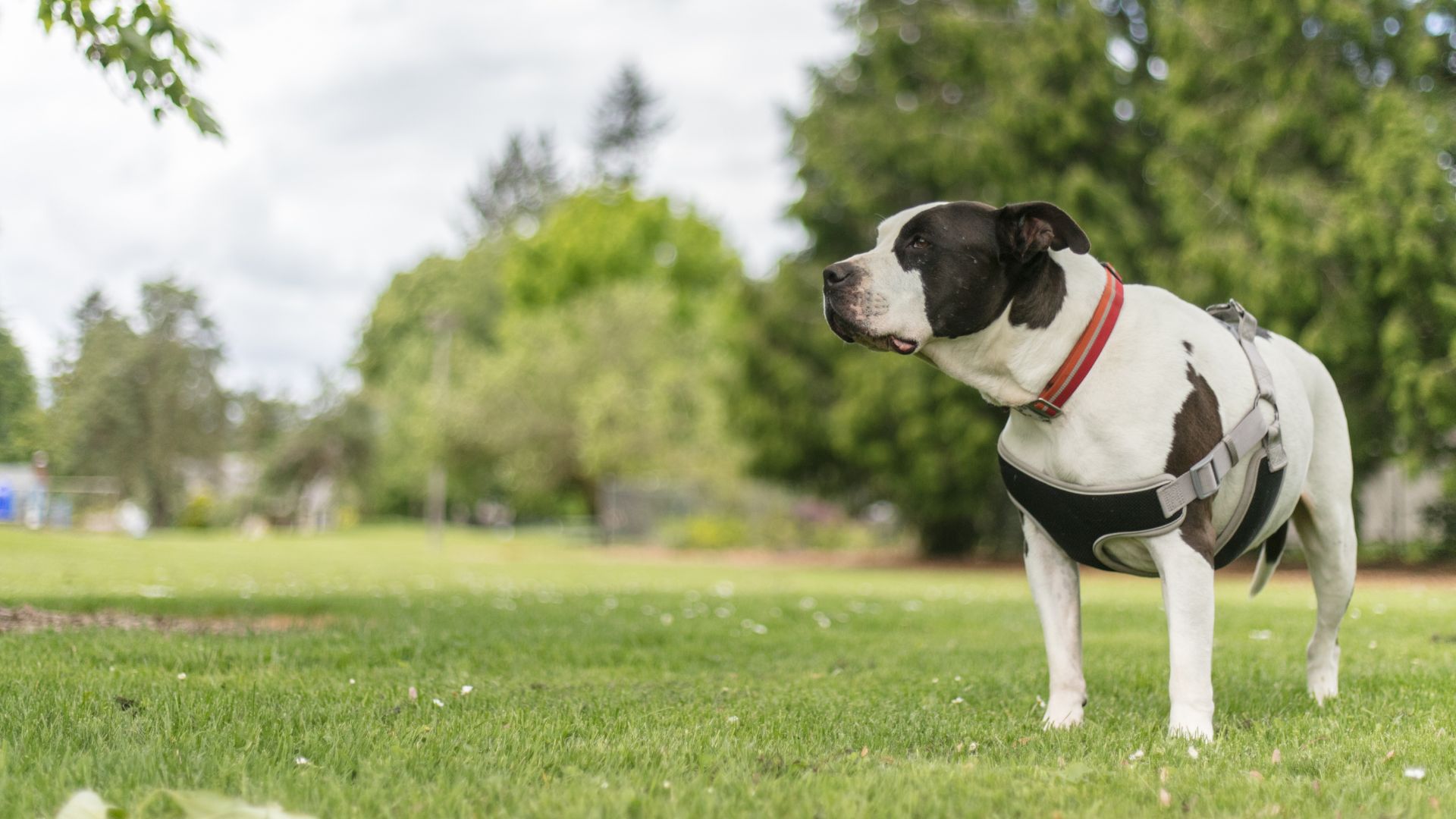 Surgical/Anesthesia Release Form | Mayfair Animal Hospital